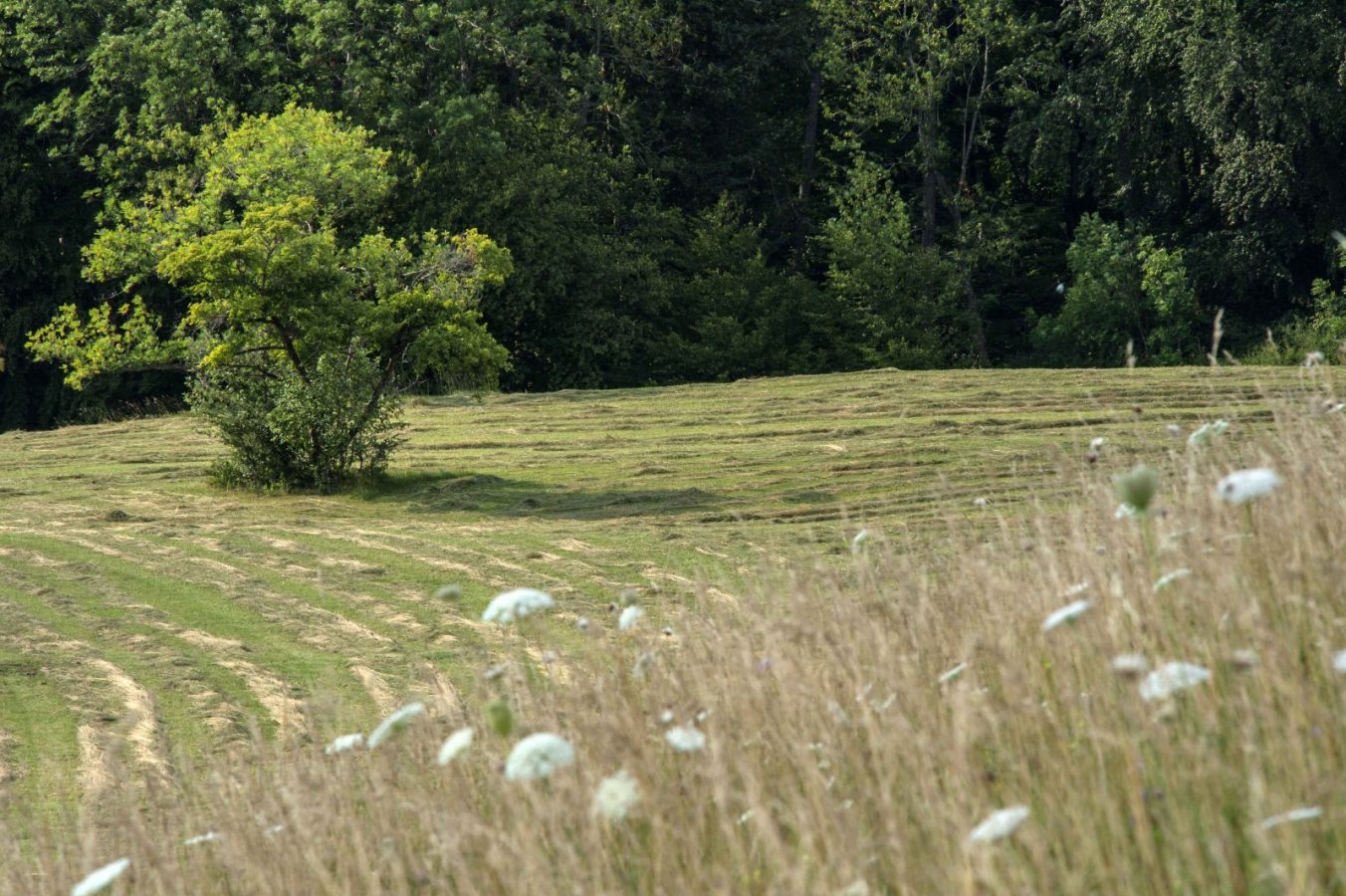 Die Wiese - 2019 | Düsseldorfer Filmkunstkinos